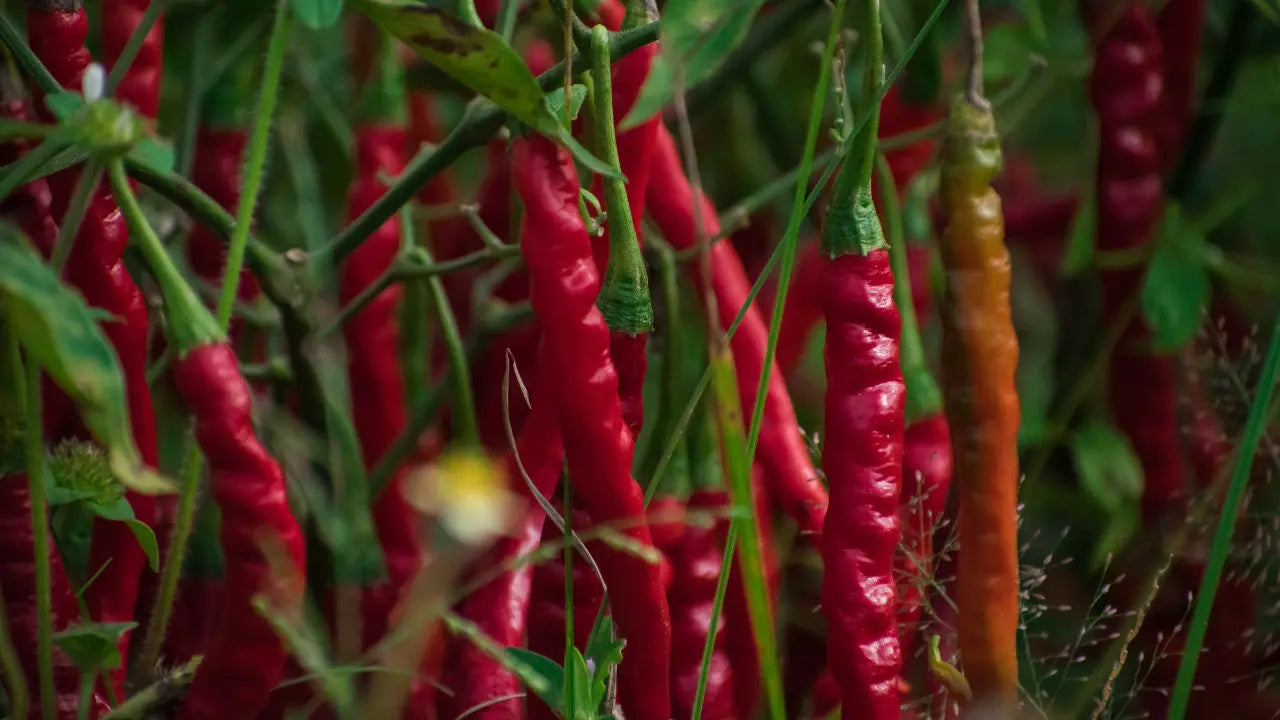 The Healing Benefits of Capsaicin for Peripheral Neuropathy - Soothing